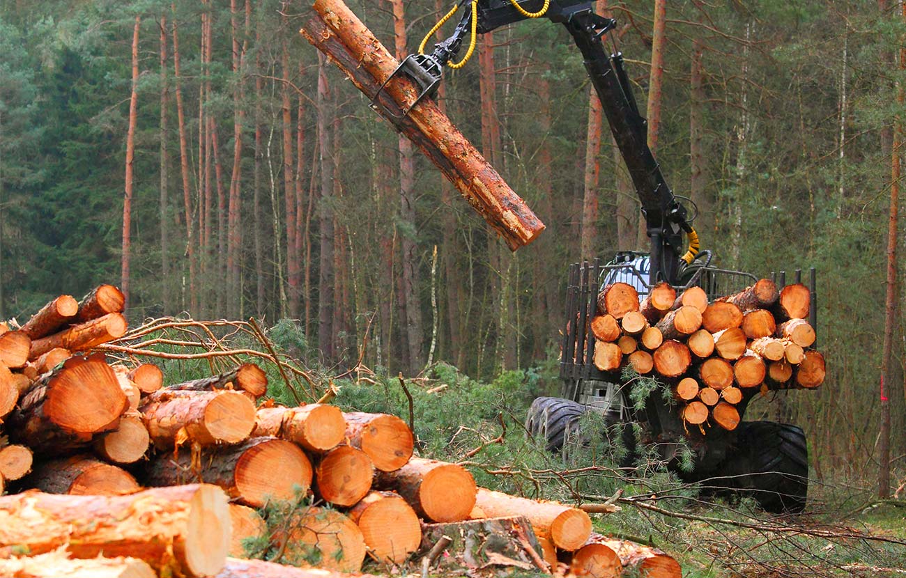 The Forest – Wolf Work Boots